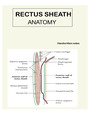 Rectus Sheath (Anterior Abdominal Wall) - DocMerit