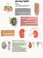 Anatomy of the Kidney - DocMerit