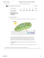 Cell Energy Cycle Gizmo Explore Learning - DocMerit