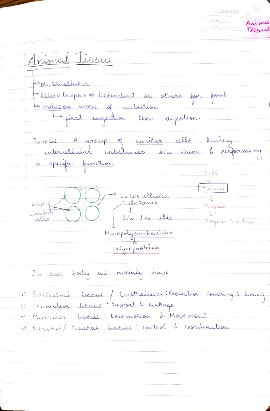 Animal tissue NCERT based notes - DocMerit