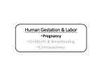 Pregnancy Labor Slides Human Gestation & Labor •Pregnancy •Childbirth ...