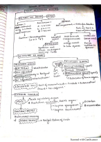 Human Reproduction NCERT Notes Handwritten - DocMerit