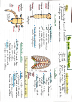 Anatomie de la paroi thoracique - DocMerit