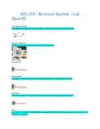 BIO 210 - Nervous System - Lab Quiz #5 questions and answers 100% ...