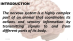 anatomy and physiology of nervous system - DocMerit