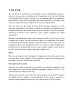 urea cycle - DocMerit