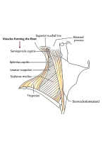 Posterior triangle of neck anatomy - DocMerit