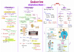 Mind mapping of endocrine - DocMerit
