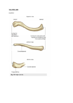 Upper limb bone anatomy Pectoral region - DocMerit