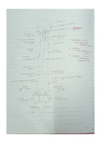 Humerus long bone anatomy upper limb - DocMerit