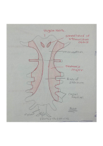Sternum anatomy - DocMerit