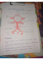 Blood supply of brain (Circle of Willis) - DocMerit