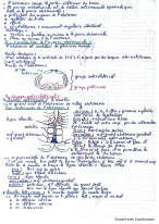Anatomie: Région rétro-péritonéale - DocMerit