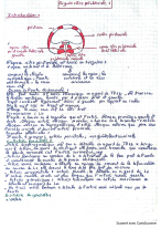 Anatomie: Région rétro-péritonéale - DocMerit
