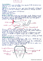 Anatomie de la vessie - DocMerit