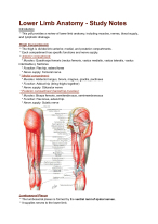 Lower limb anatomy study notes - DocMerit