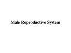 Medical Term-Male Reproductive System - DocMerit