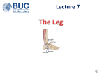 Leg and foot anatomy - DocMerit