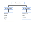 Biomolecules Flowchart - DocMerit