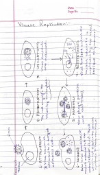 “Virus Replication Simplified – Steps, Mechanisms & Viral Life Cycle ...