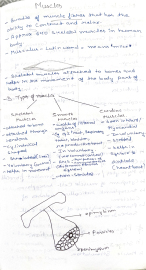Muscles of the Human Body Made Easy – Types, Structure, Actions ...