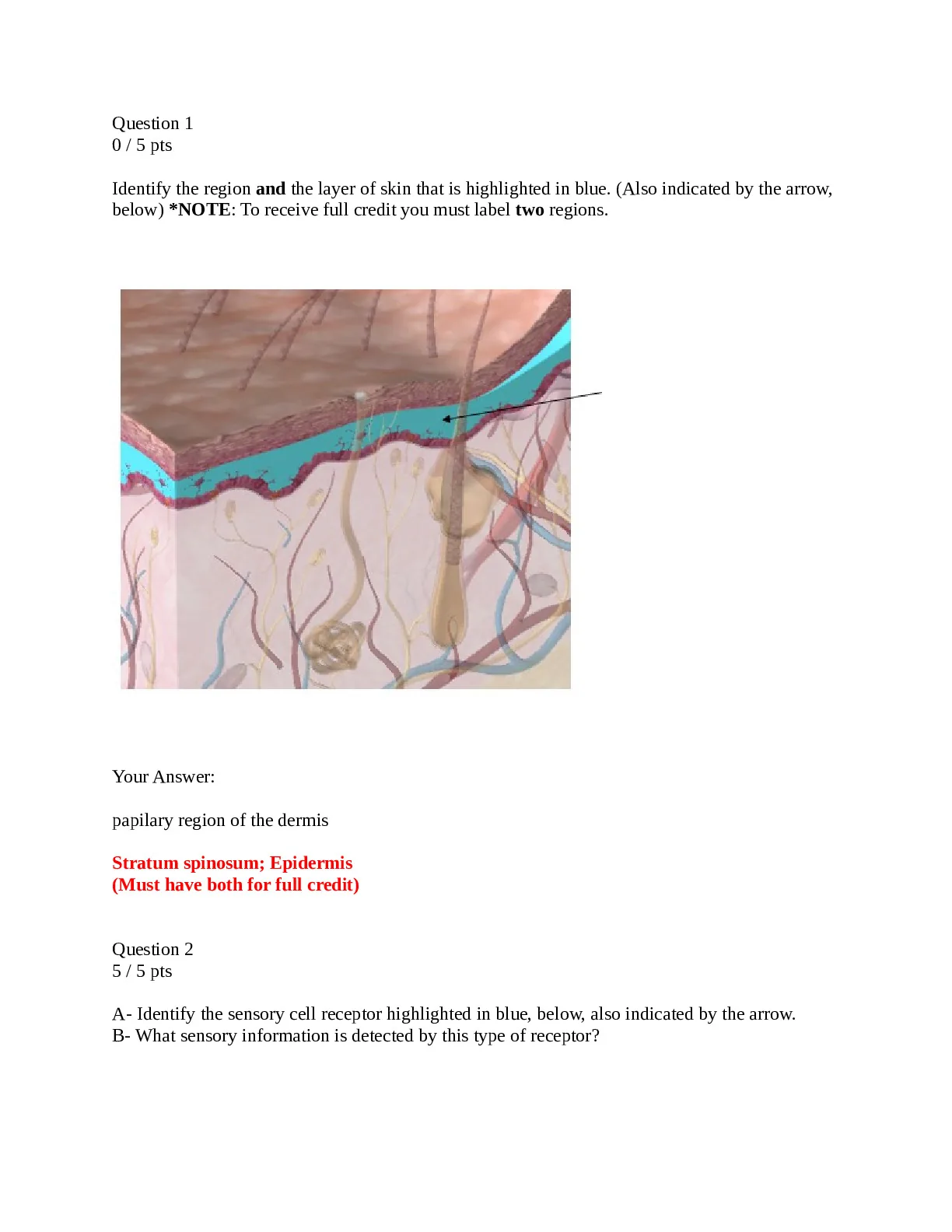 A&P 1 101 Module 7 Integumentary system Exam Questions and Answers (New ...