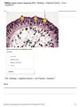 Digestive System Anatomy Assignment 2PAL: Histology Digestive System ...