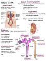 Urinary System Study Guide (Summary Sheet) - DocMerit