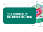 AP Biology Unit 2: Cell Organelles and their Functions - DocMerit