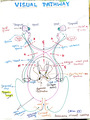 Visual pathway - DocMerit