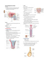 MALE and FEMALE REPRODUCTIVE SYSTEM REVIEWER - DocMerit