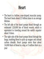 Anatomy of heart summary notes - DocMerit