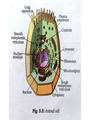 Animal Cell Diagram for class-9 - DocMerit