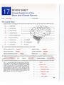 Mastering the mind: Nervous system and cranial nerves worksheet answers ...