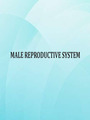 ANATOMY AND PHYSIOLOGY Male Reproductive System Study Guide - DocMerit