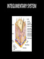 ANATOMY AND PHYSIOLOGY Integumentary System Study Guide - DocMerit
