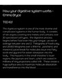 How your digestive system works—Emma Bryce TED–d the digestive system ...