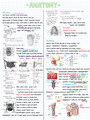 Anatomy Gastrointestinal System Summary - DocMerit