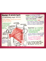 Upper limb anatomy pectoral region muscles - DocMerit
