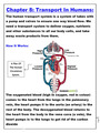 Biology summarised notes Chapter 8 Transport In Humans - DocMerit