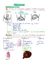 Mechanism Of Labor ( Obstetric Notes ) - DocMerit